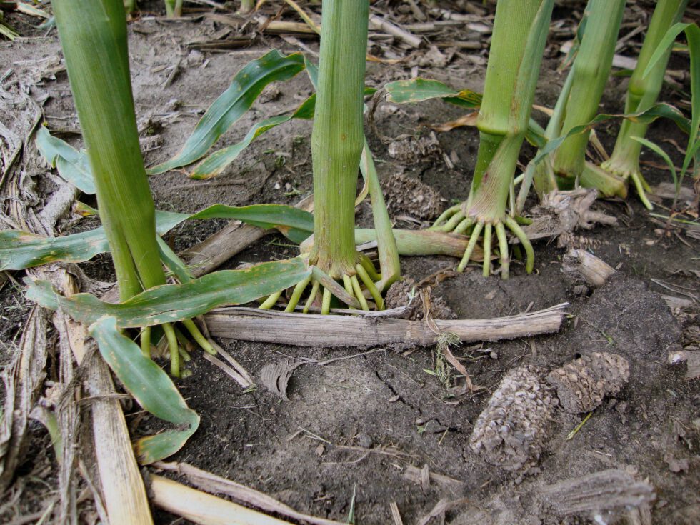Benefits of strong brace roots | AgVenture