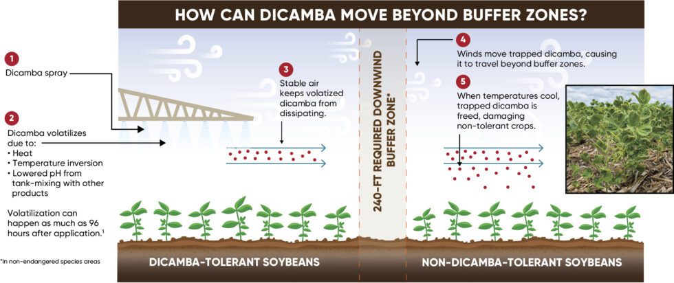 Understanding the Cause of Uniform Dicamba Symptomology in Non-Dicamba ...