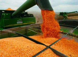 Drying Immature Corn | AgVenture