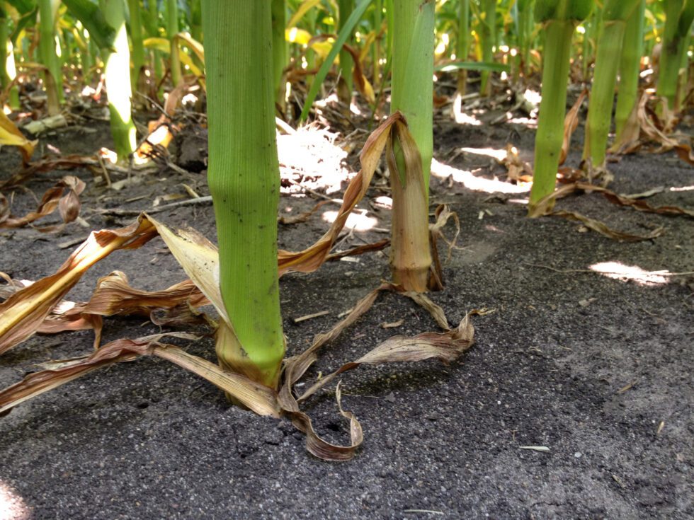 Benefits of strong brace roots | AgVenture