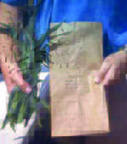 Best Practices for Tissue Testing | AgVenture